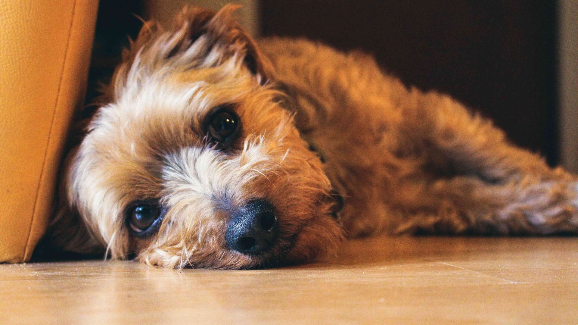 Is Your Pet Experiencing Pain? Here are Some Signs You Might Be Missing ...