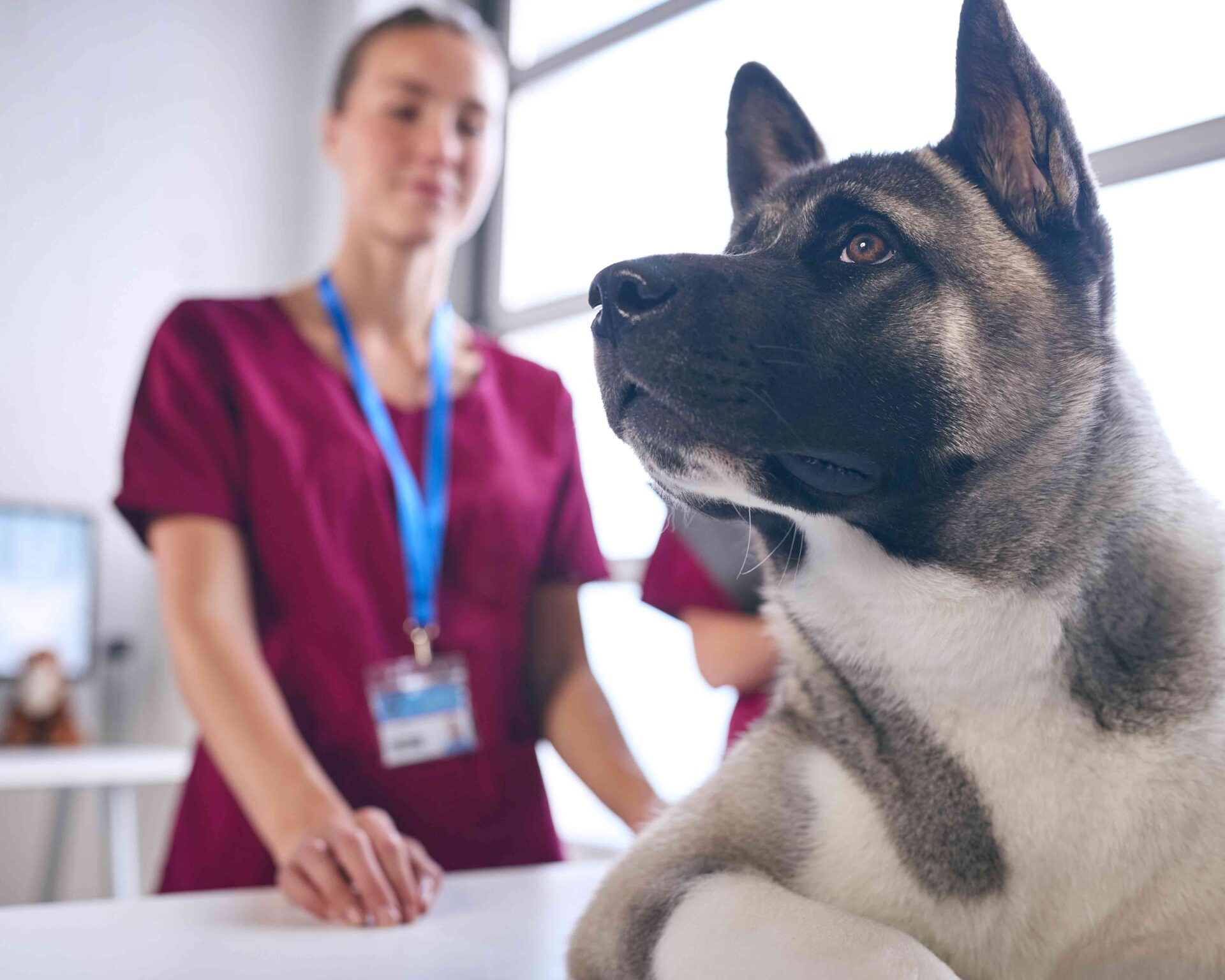 First Veterinarian Visit Tips in Hermitage, PA - Penn-Ohio Veterinary ...